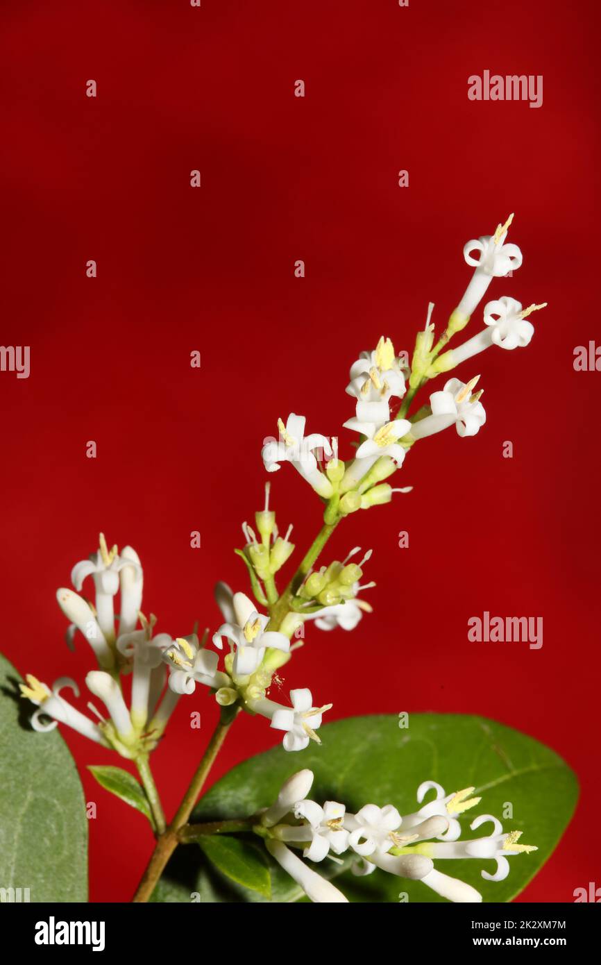 White flower blossom close up botanical modern background ligustrum ...