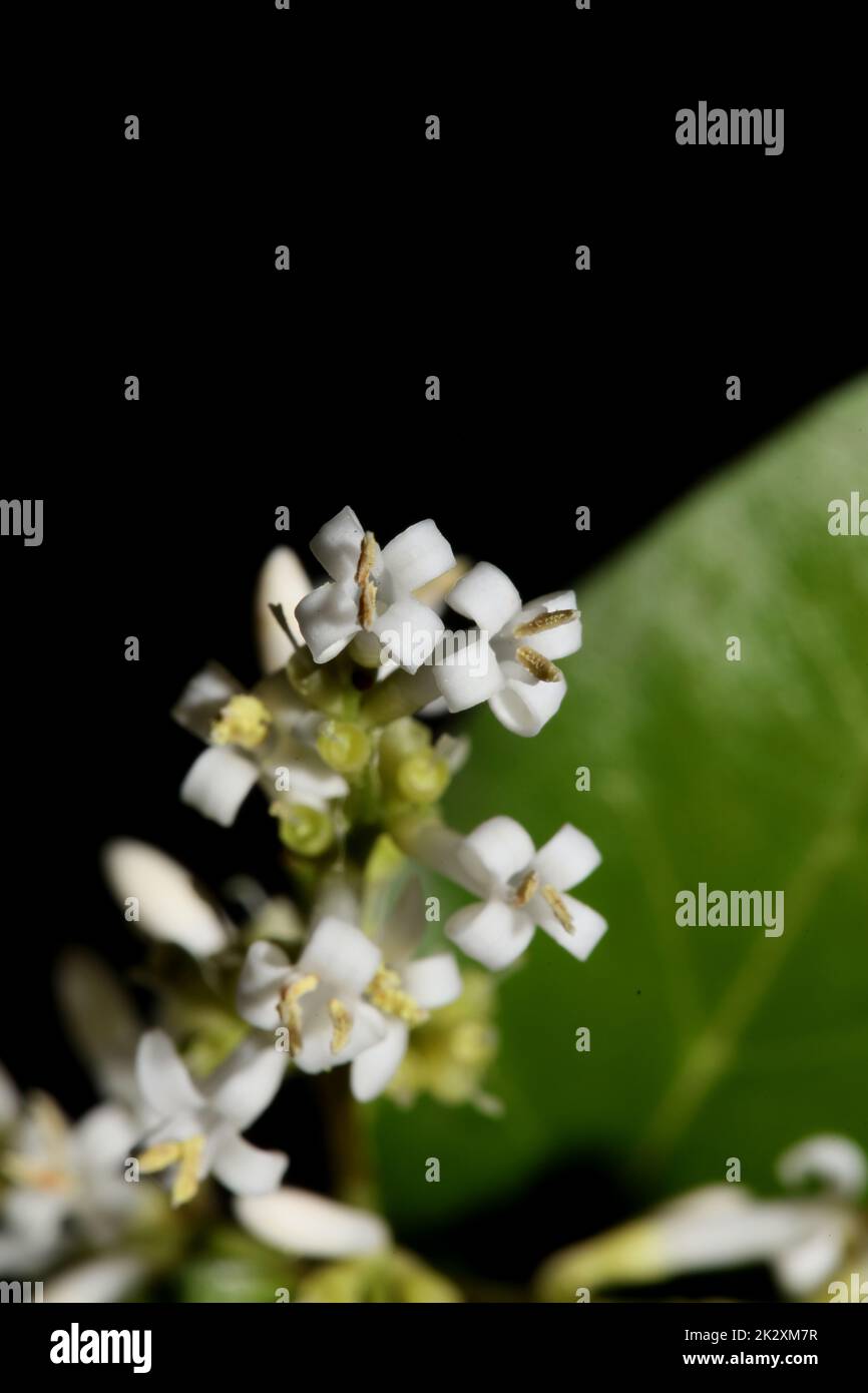 White flower blossom close up botanical modern background ligustrum ...