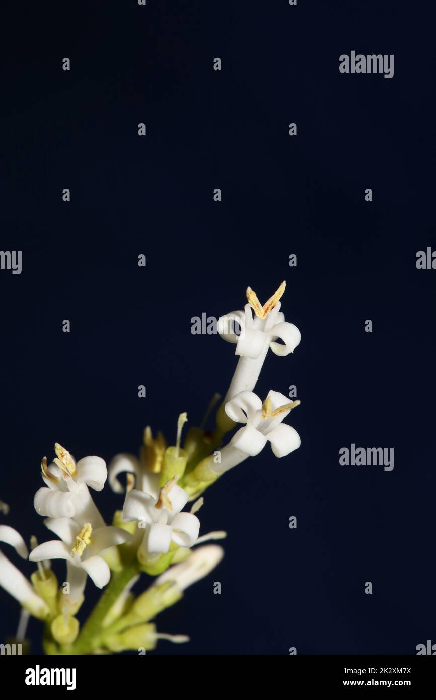 White flower blossom close up botanical modern background ligustrum ...
