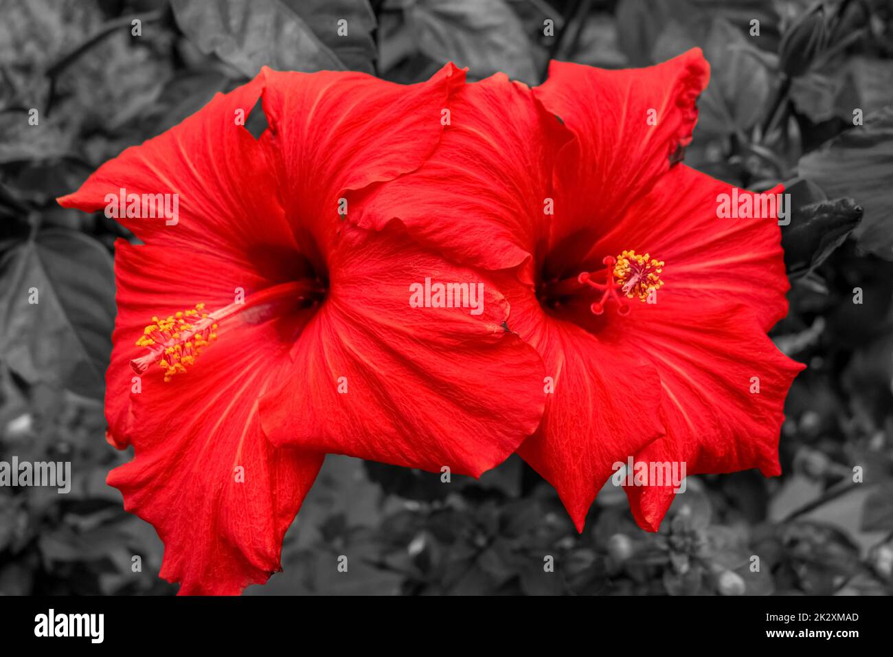 Red hardy hibiscus hi-res stock photography and images - Alamy