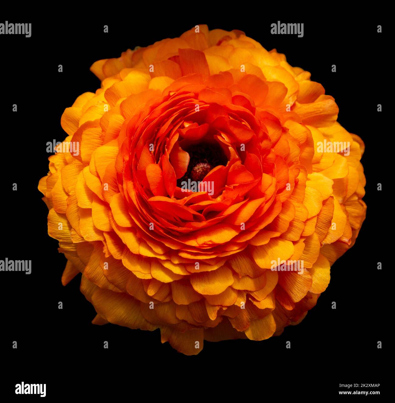 Orange yellow ranunculus hi-res stock photography and images - Alamy
