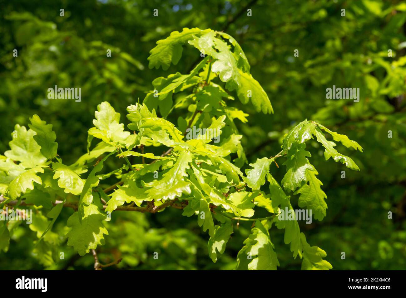 Oak foliage hi-res stock photography and images - Alamy