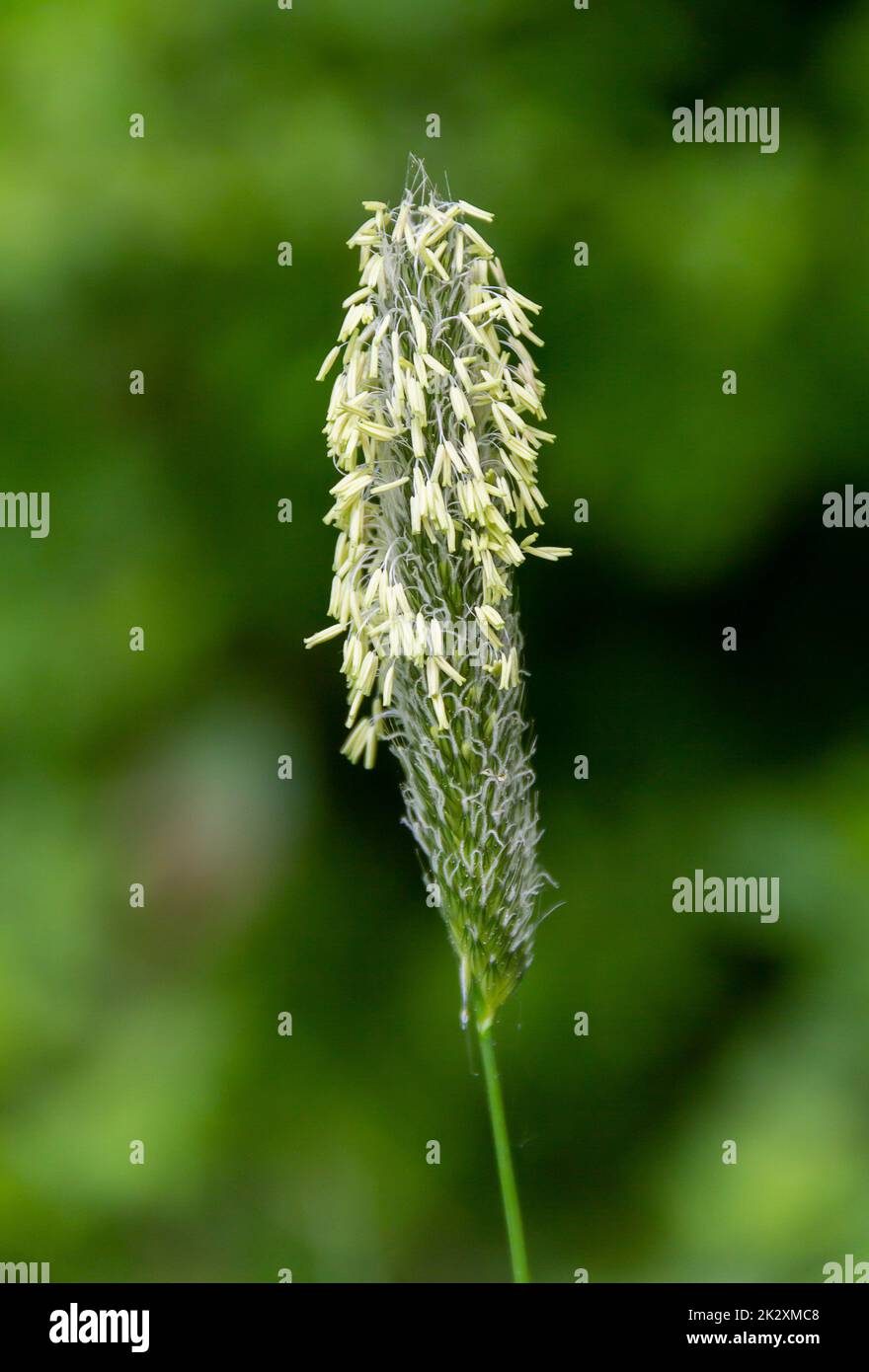 Foxtail closeup hi-res stock photography and images - Alamy