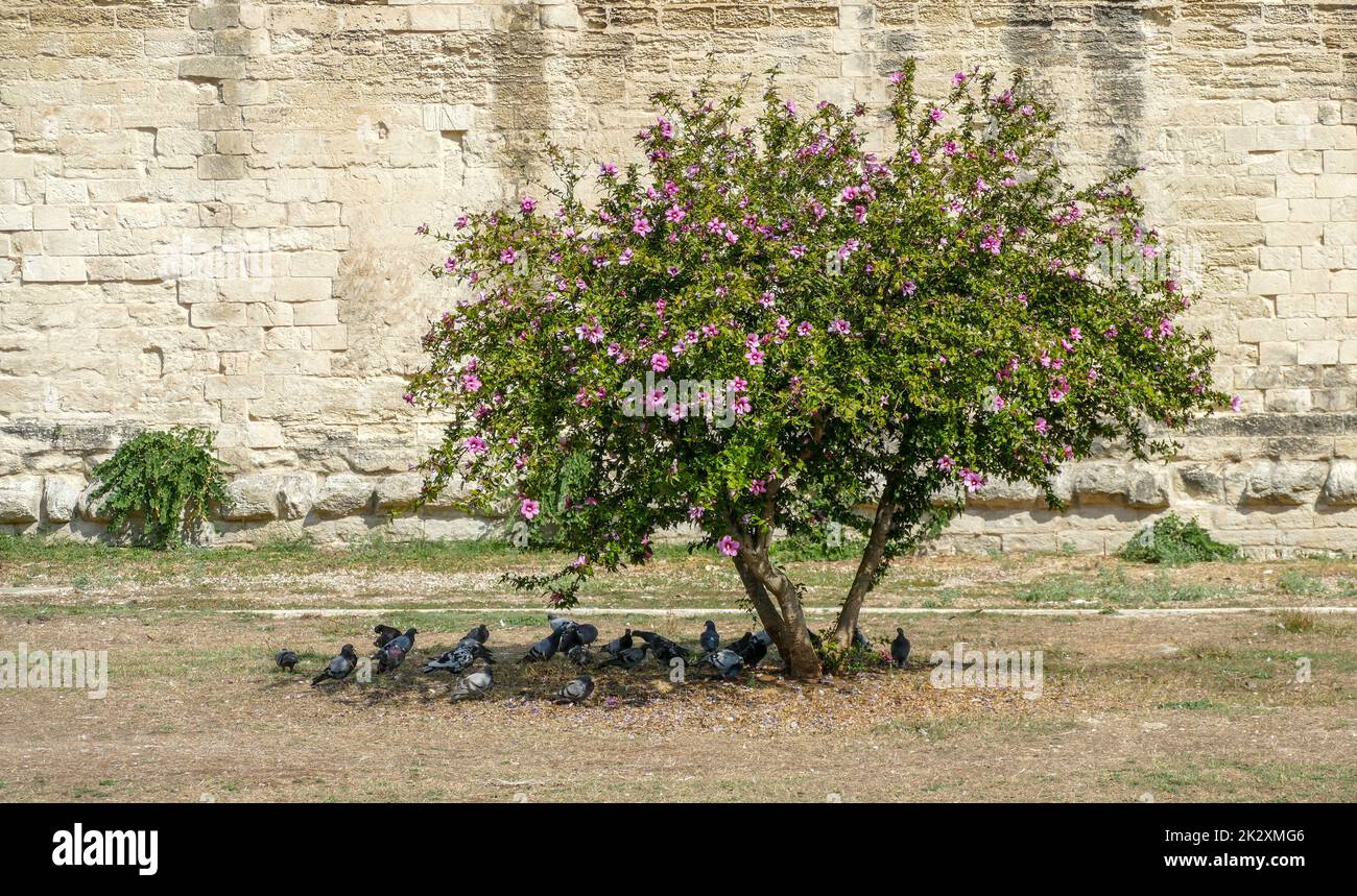 Bush shadow hi-res stock photography and images - Alamy