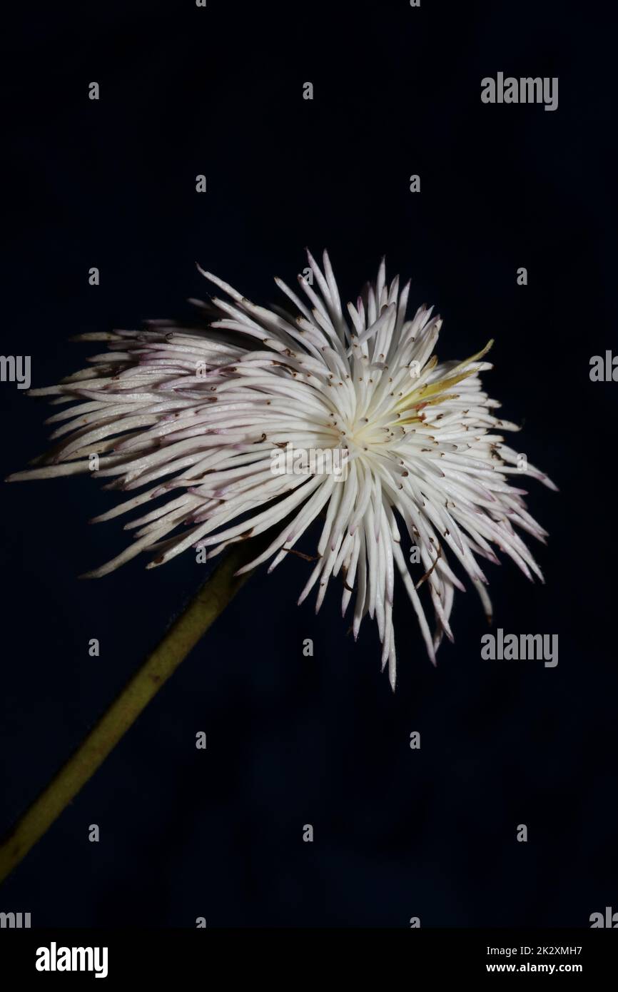 White flower blossoming close up botanical background clematis ...
