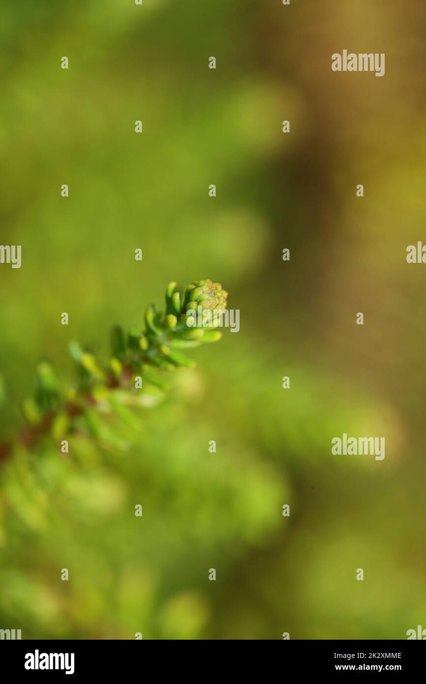 Green leaves close up botanical background erica sativa family ...