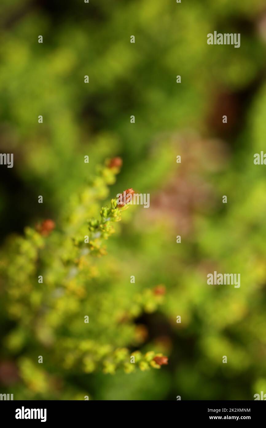 Green leaves close up botanical background erica sativa family ...