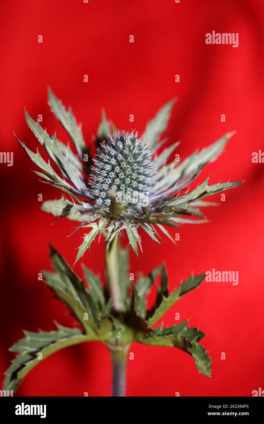 Family apiaceae hi-res stock photography and images - Alamy