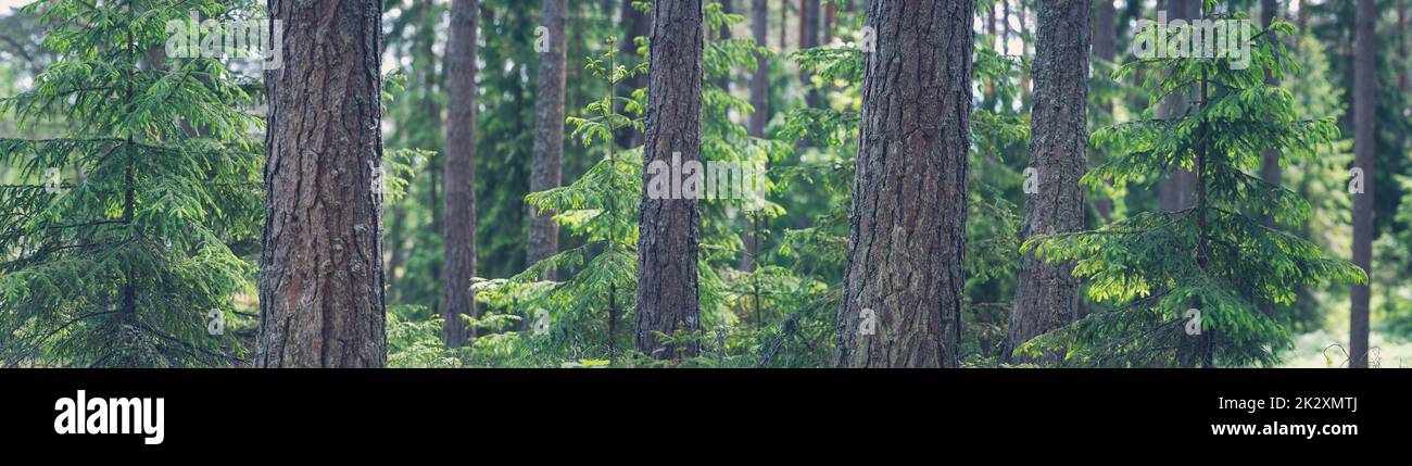 Coniferous forest hi-res stock photography and images - Alamy