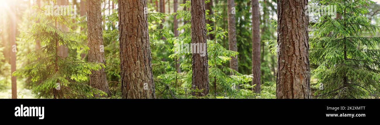 Panoramic view of the coniferous forest in spring in the sunny morning ...