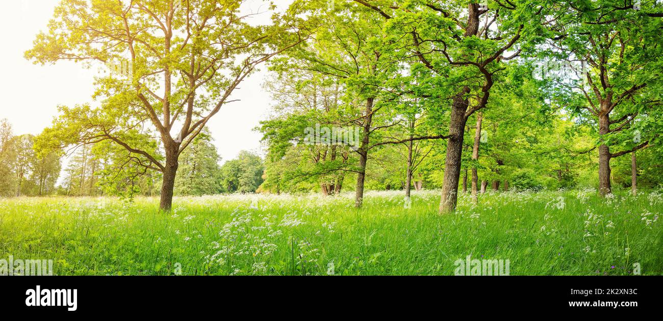 Beautiful view of the natural park with trees with young foliage Stock ...