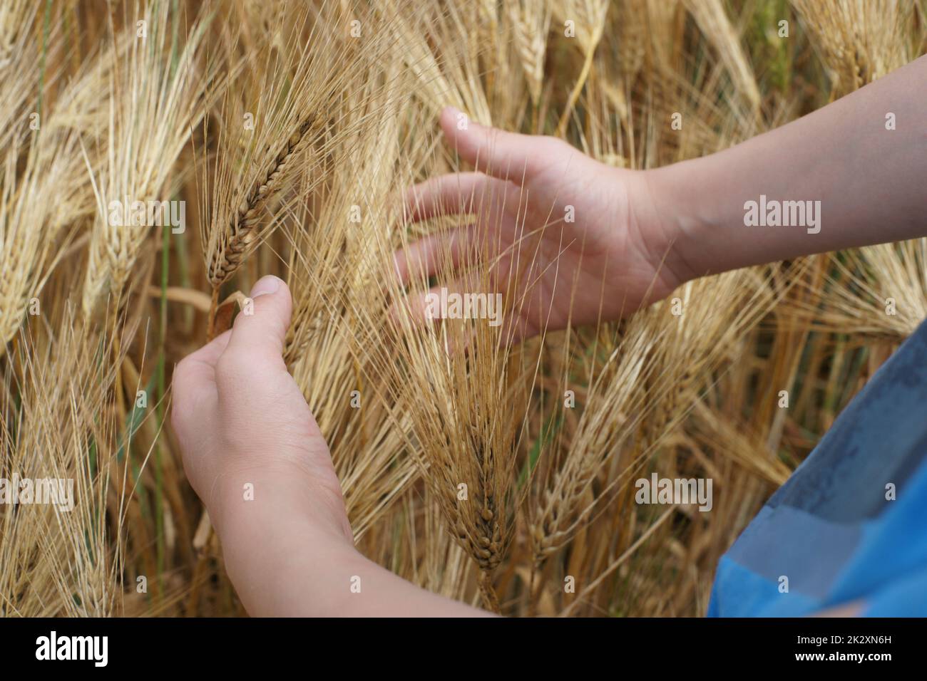 Hand wheat field hi-res stock photography and images - Alamy