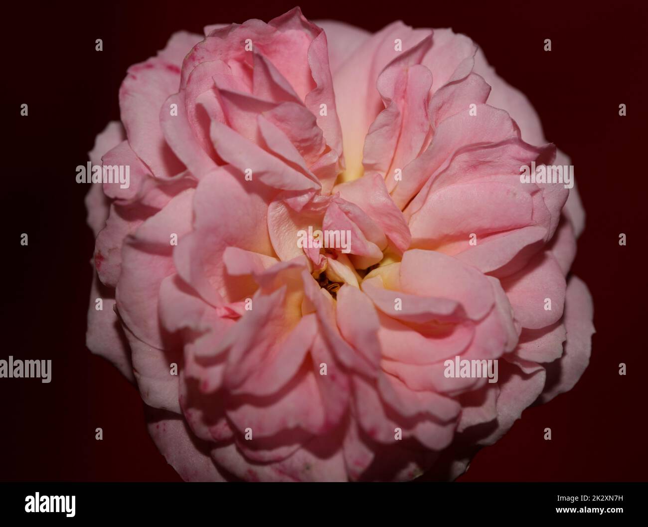 Pink rose flower blossom close up family rosaceae botanical background ...
