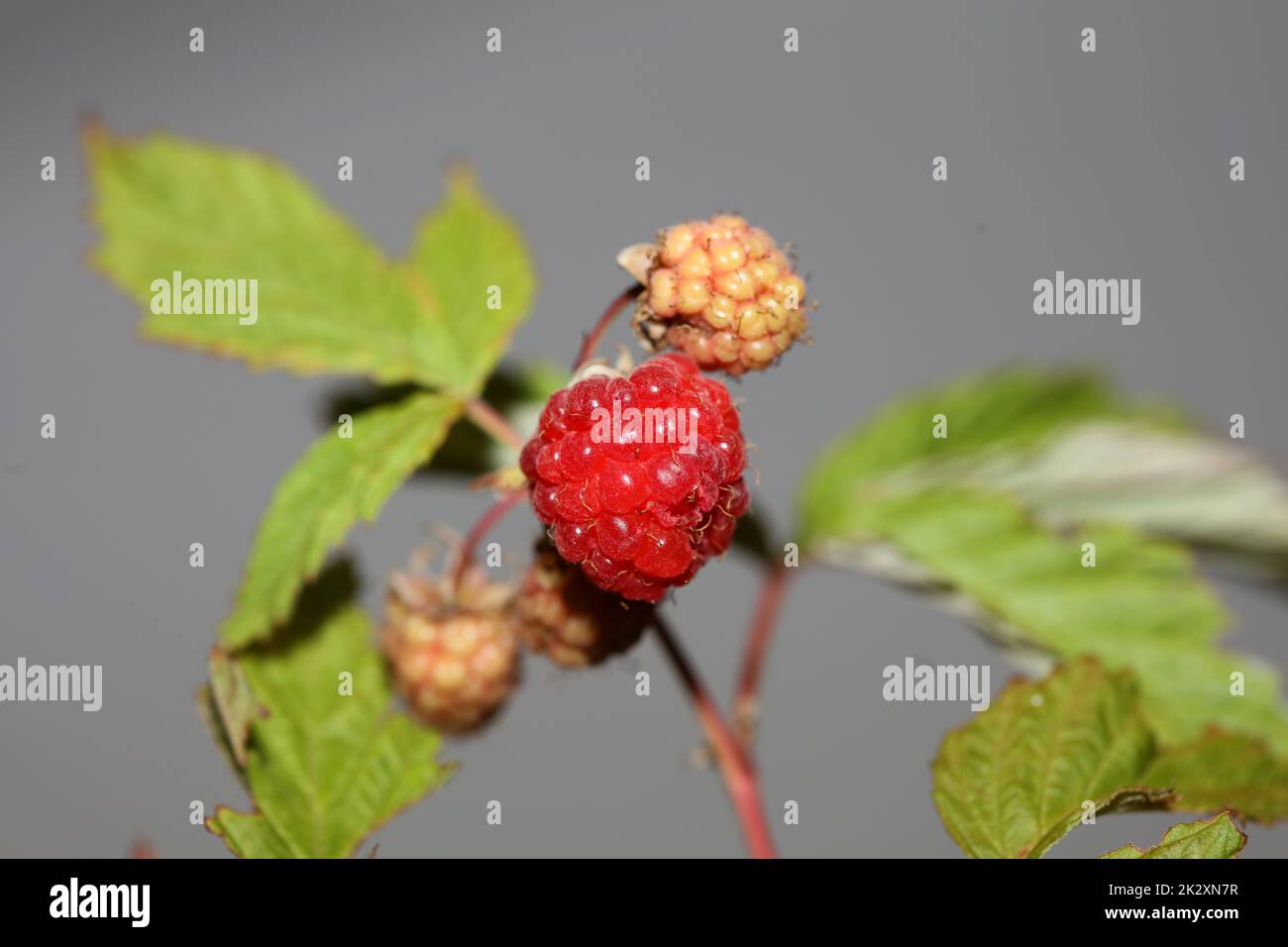 Wild red berry fruit close up modern botanical background rubus ...