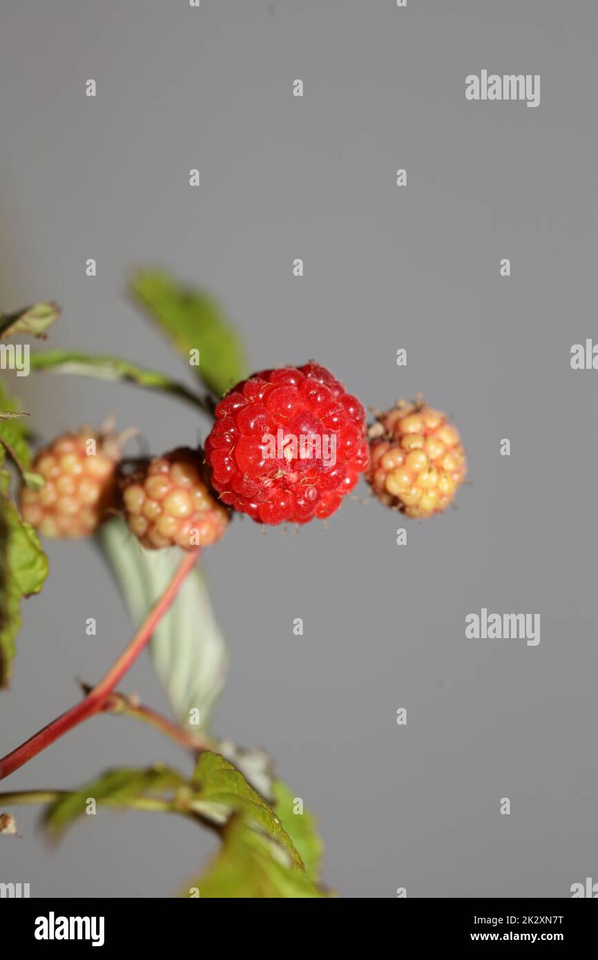 Wild red berry fruit close up modern botanical background rubus ...