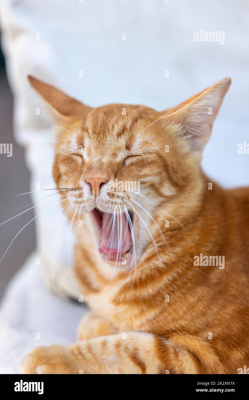 Striped cat hi-res stock photography and images - Alamy