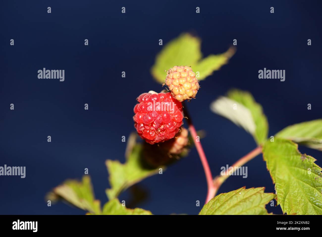 Wild red berry fruit close up modern botanical background rubus ...