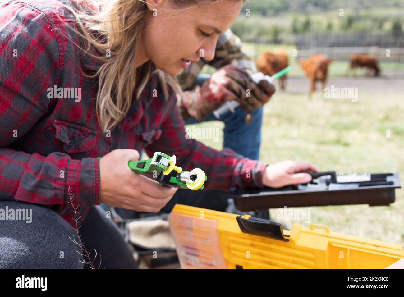Cattle on ranch hi-res stock photography and images - Alamy