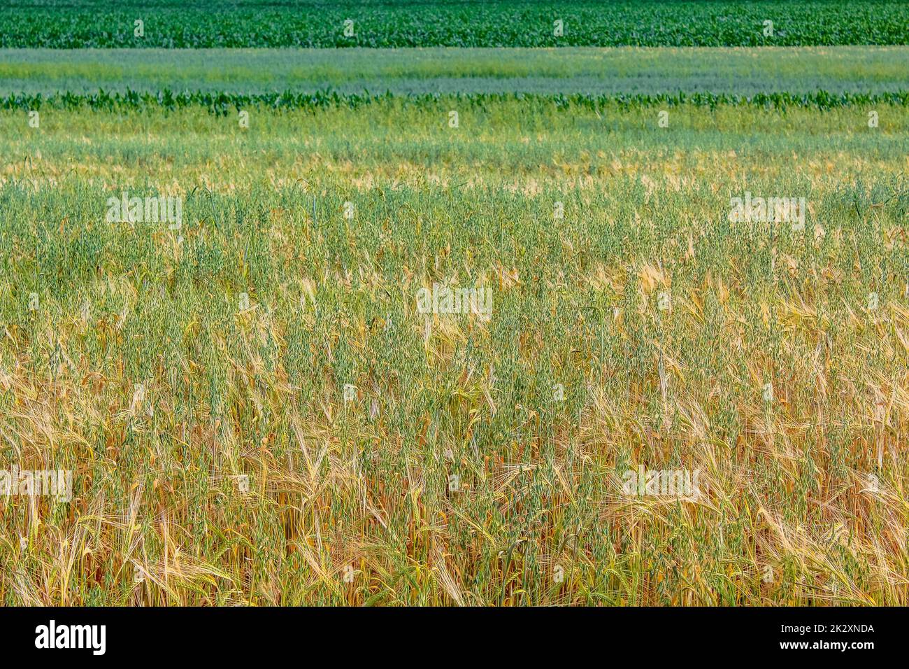 North German agricultural field forest trees nature landscape panorama ...