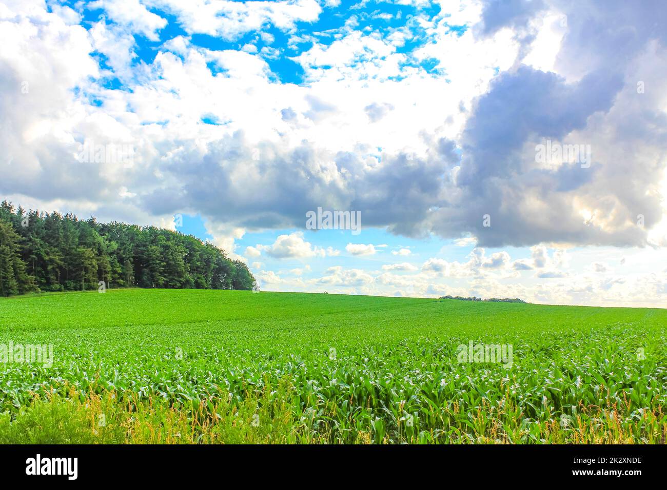 North German agricultural field forest trees nature landscape panorama ...