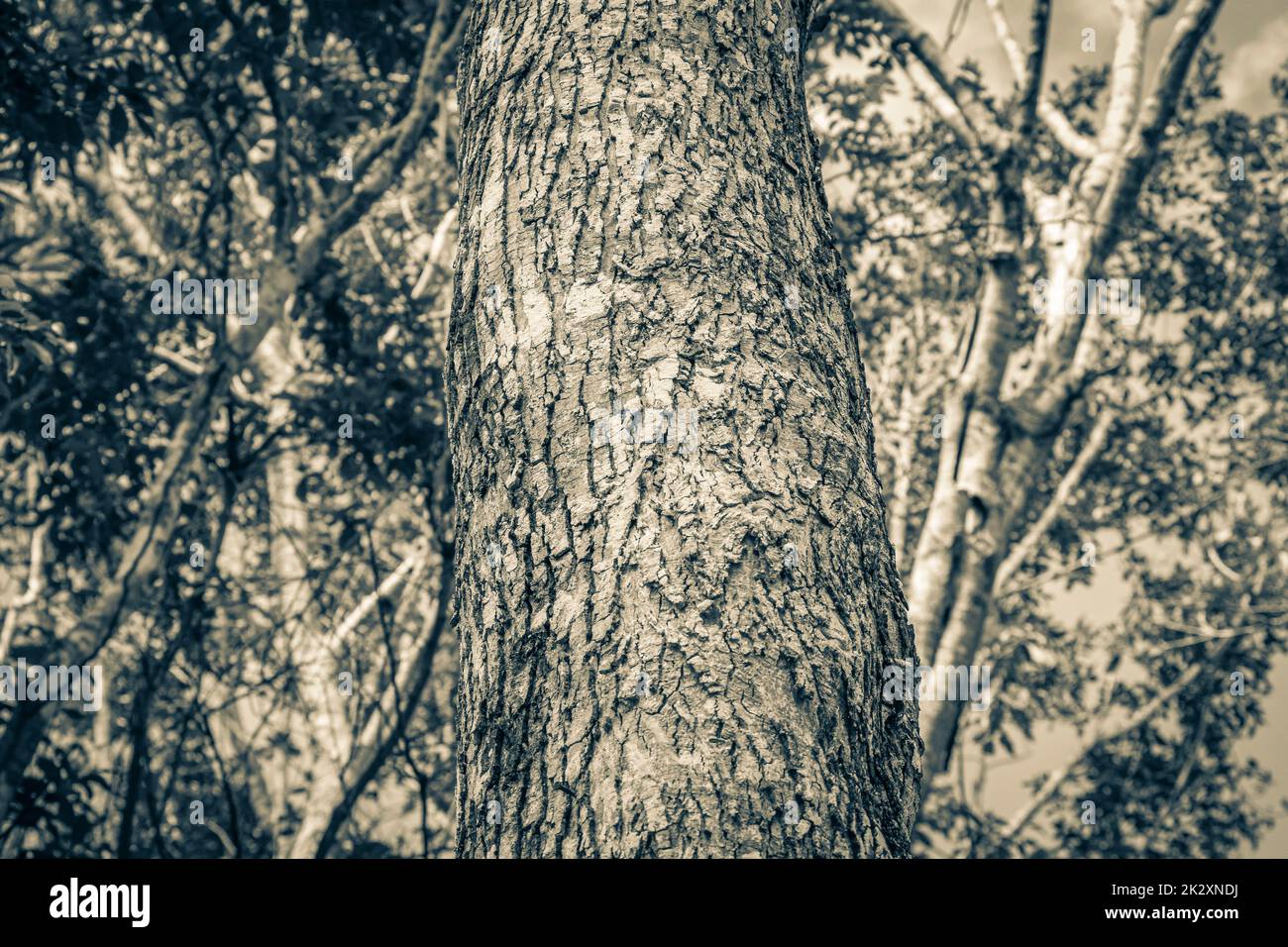 Tropical tree bark texture in natural jungle Mexico Stock Photo - Alamy