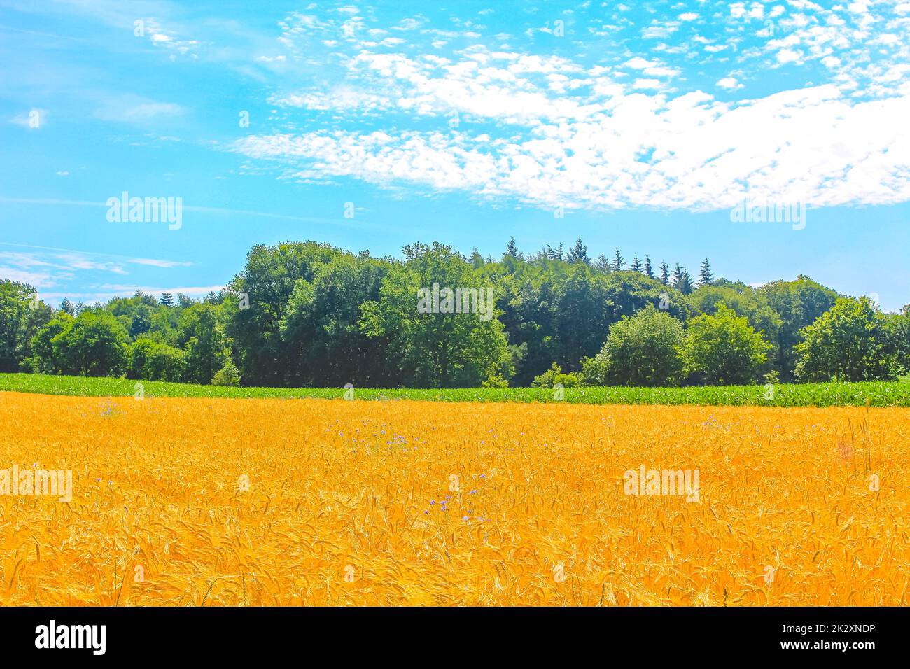 North German agricultural field forest trees nature landscape panorama ...