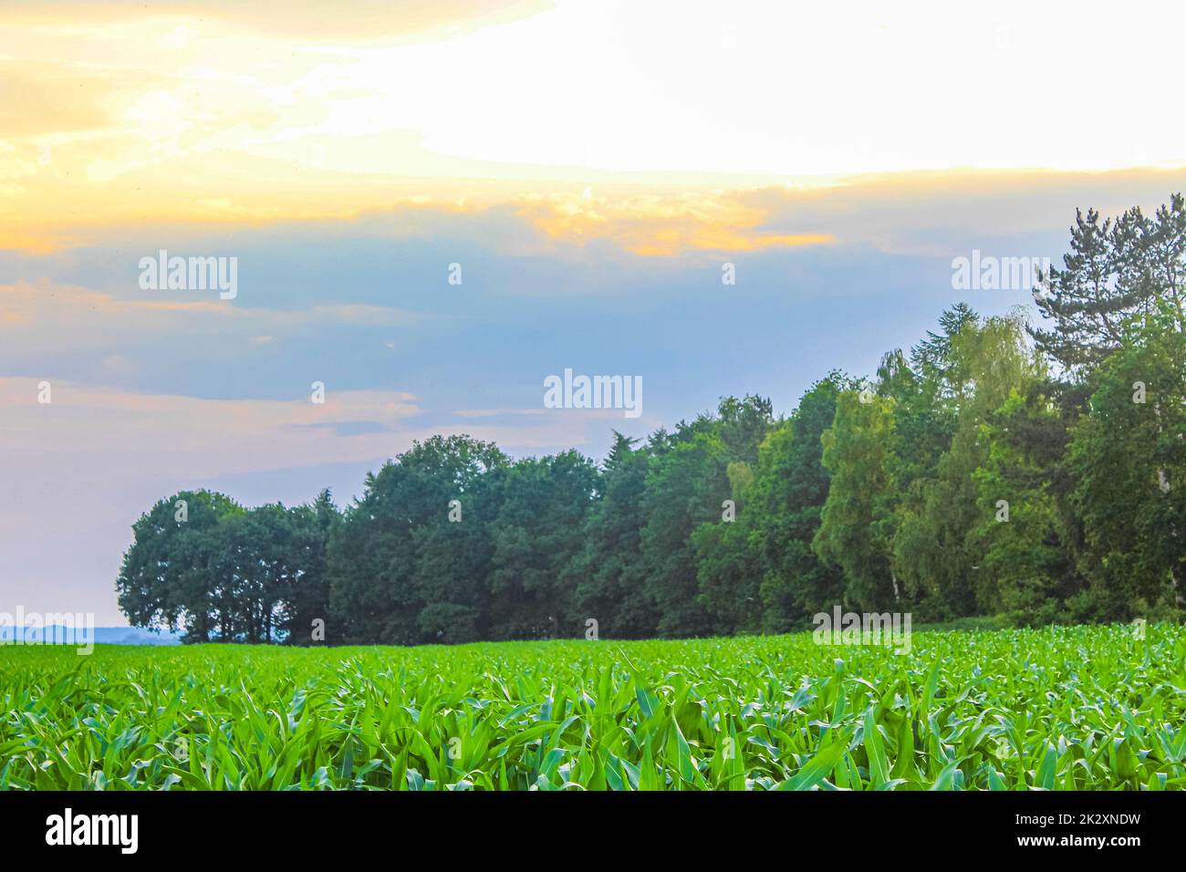 North German agricultural field forest trees nature landscape panorama ...