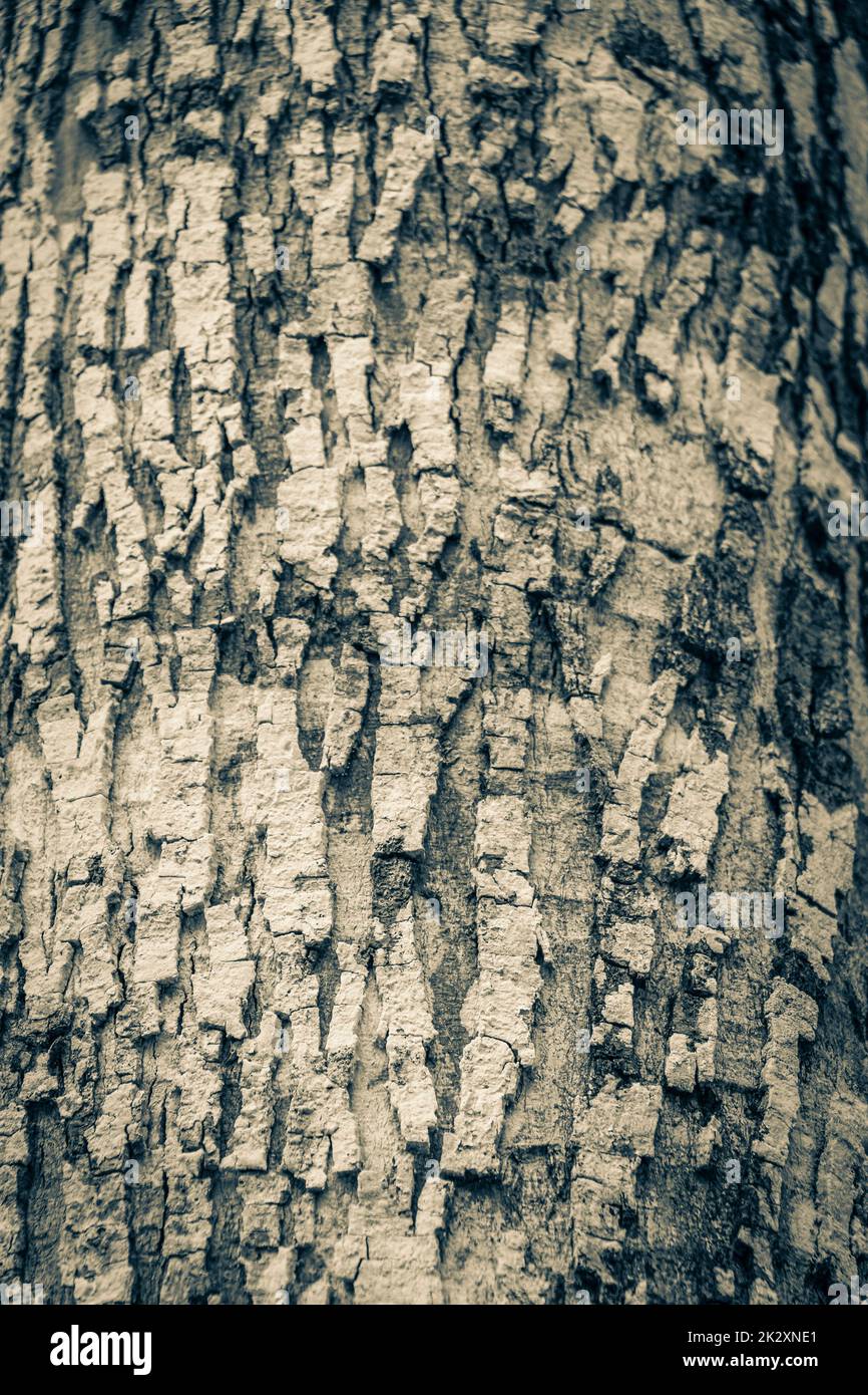 Tropical tree bark texture in natural jungle Mexico Stock Photo - Alamy