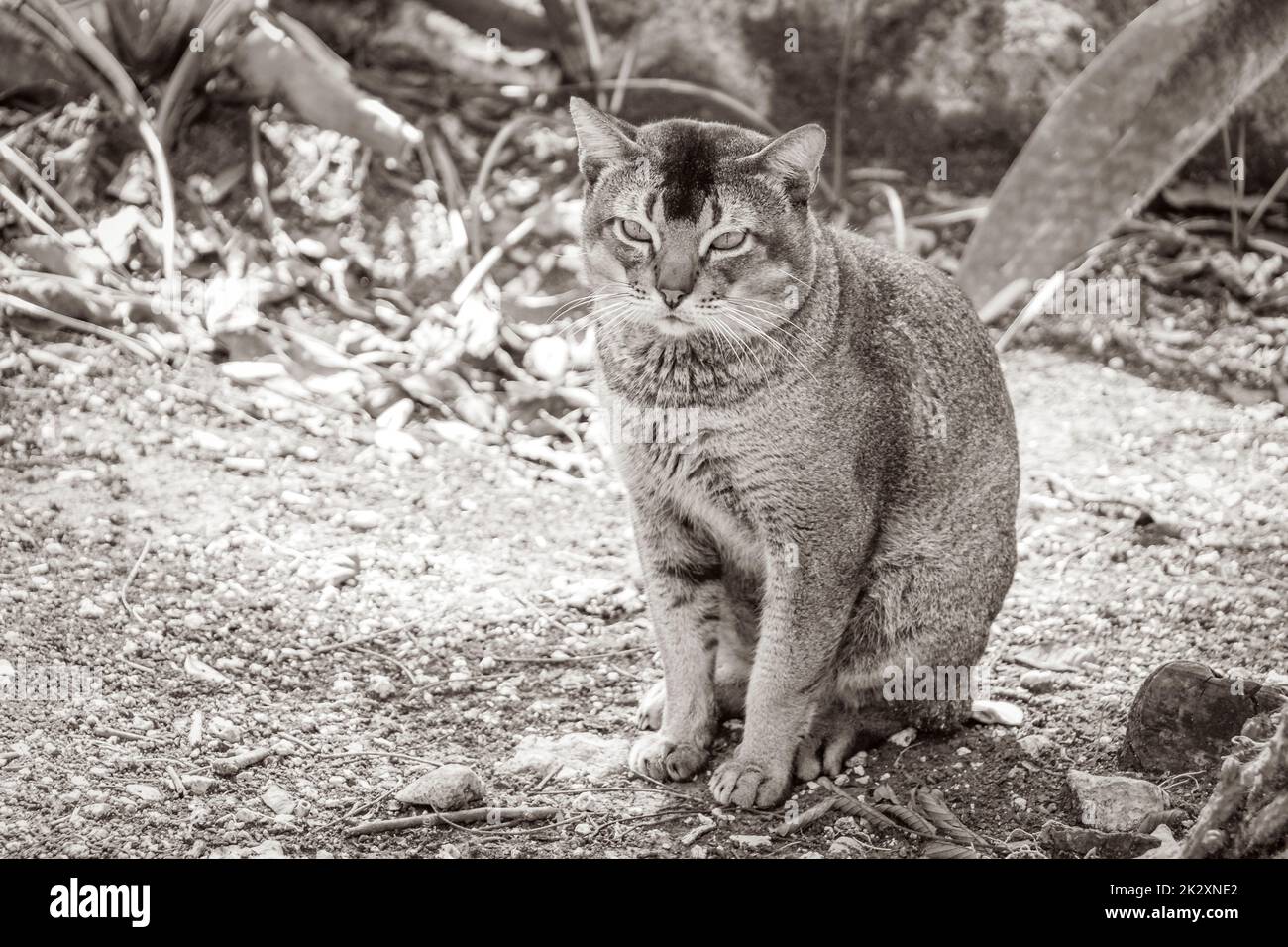 Beautiful cute cat with green eyes in tropical jungle Mexico Stock ...