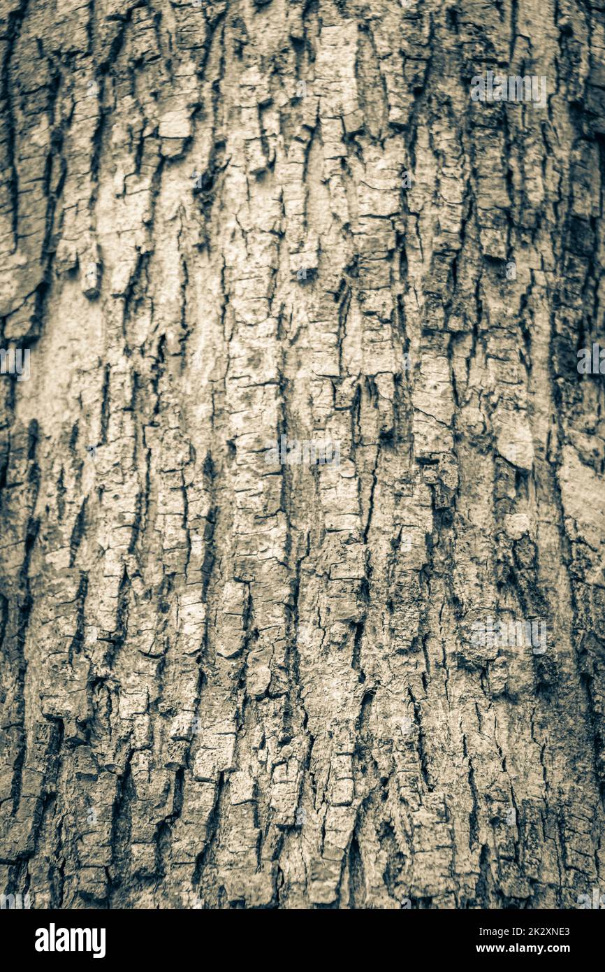 Tropical tree bark texture in natural jungle Mexico Stock Photo - Alamy