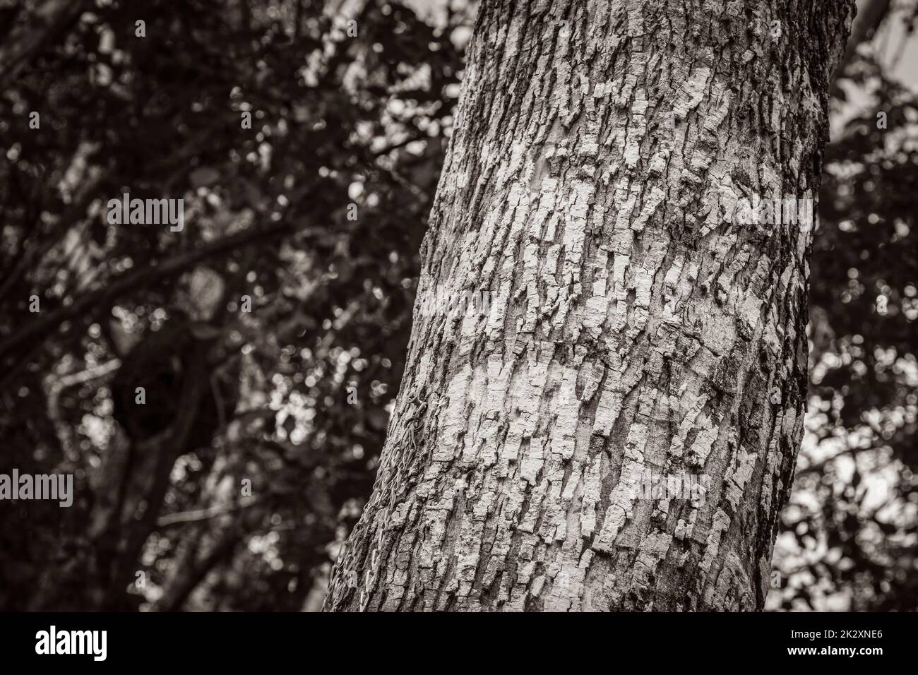 Tropical tree bark texture in natural jungle Mexico Stock Photo - Alamy