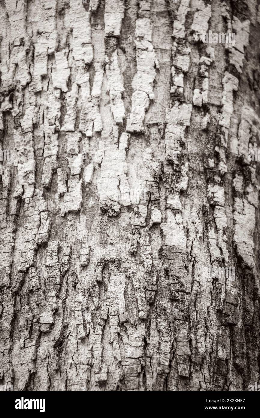 Tree Bark Texture Png