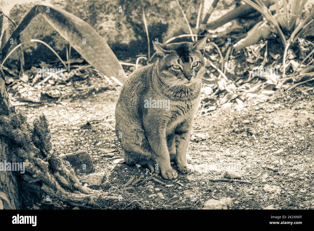 Beautiful cute cat with green eyes in tropical jungle Mexico Stock ...