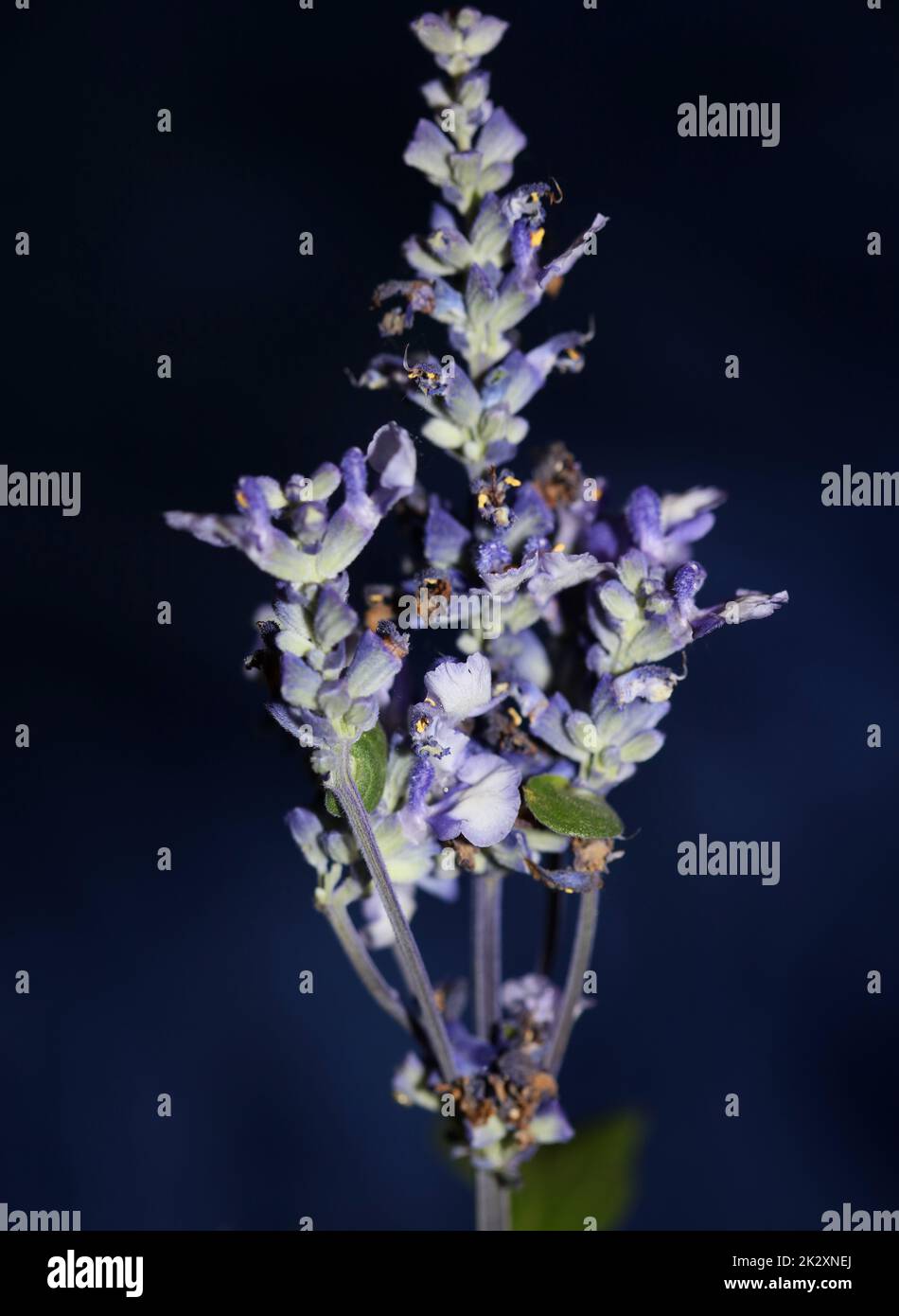Flower blossom salvia divinorum family lamiaceae close up botanical ...