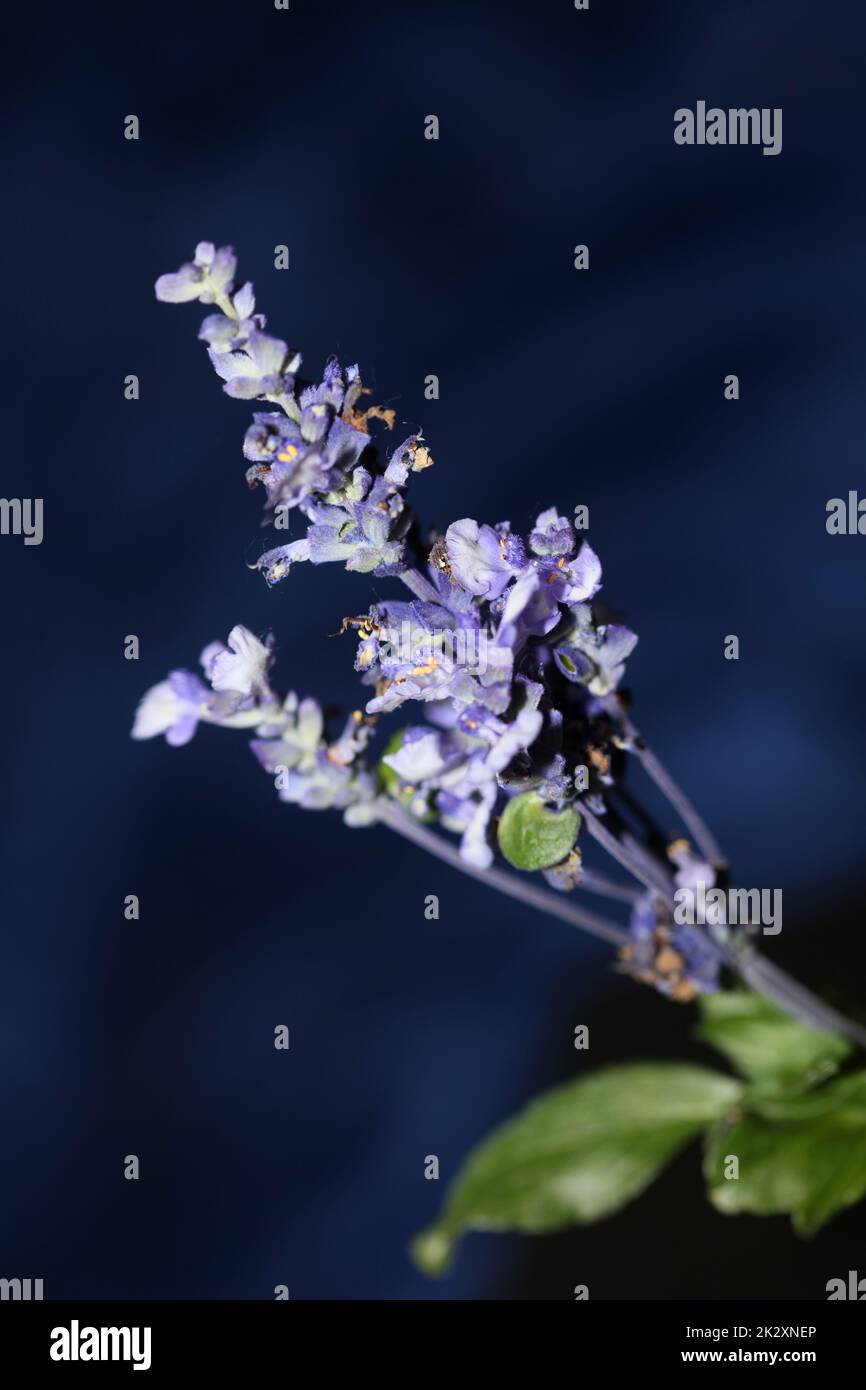 Flower blossom salvia divinorum family lamiaceae close up botanical ...