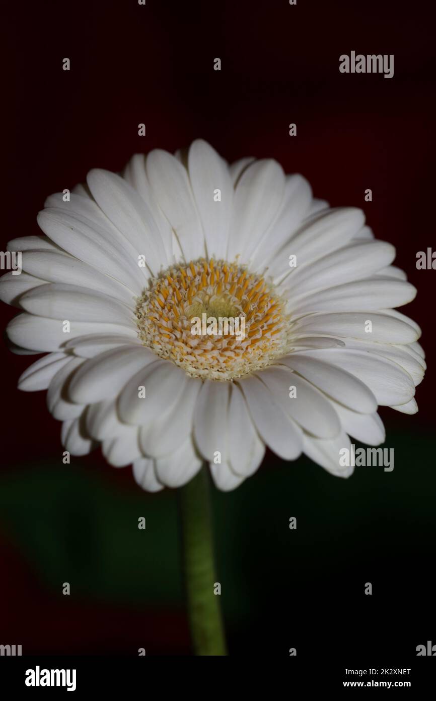 White flower blossom close up botanical background Gerbera jamesonii ...