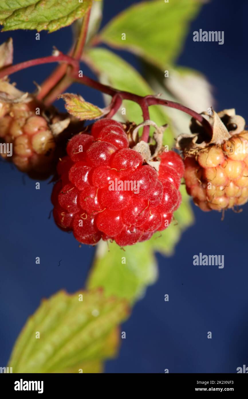 Wild red berry fruit close up modern botanical background rubus ...