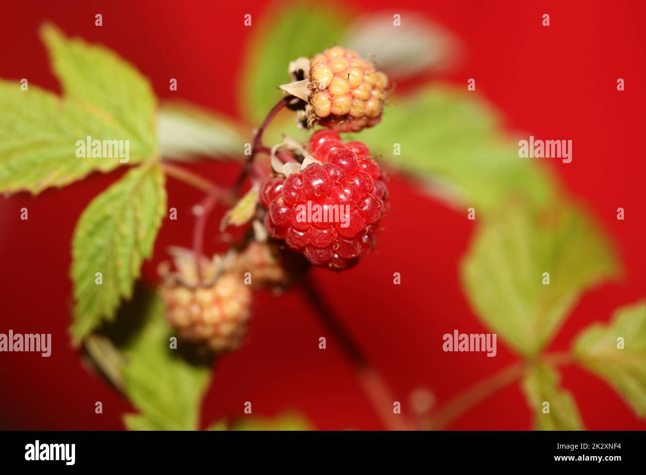 Wild red berry fruit close up modern botanical background rubus ...
