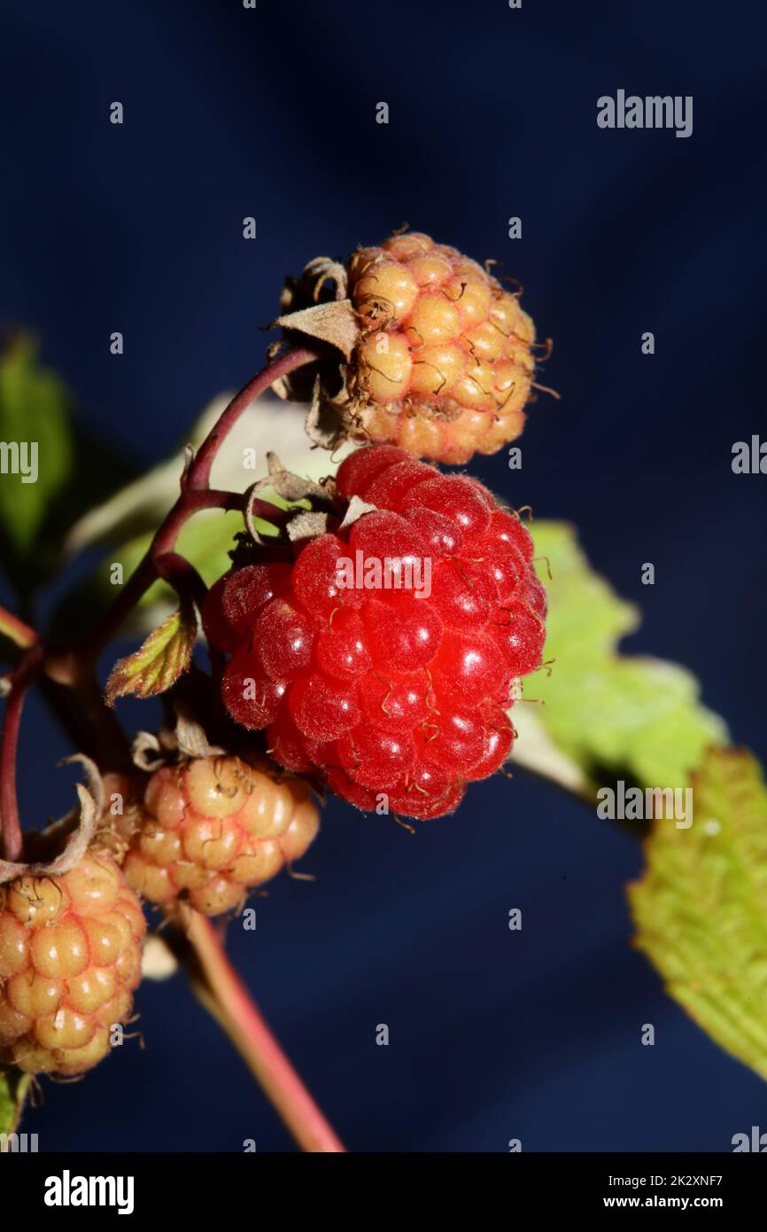 Wild red berry fruit close up modern botanical background rubus ...