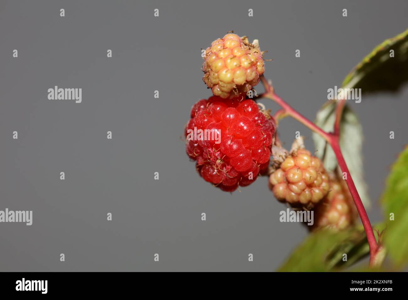 Wild red berry fruit close up modern botanical background rubus ...