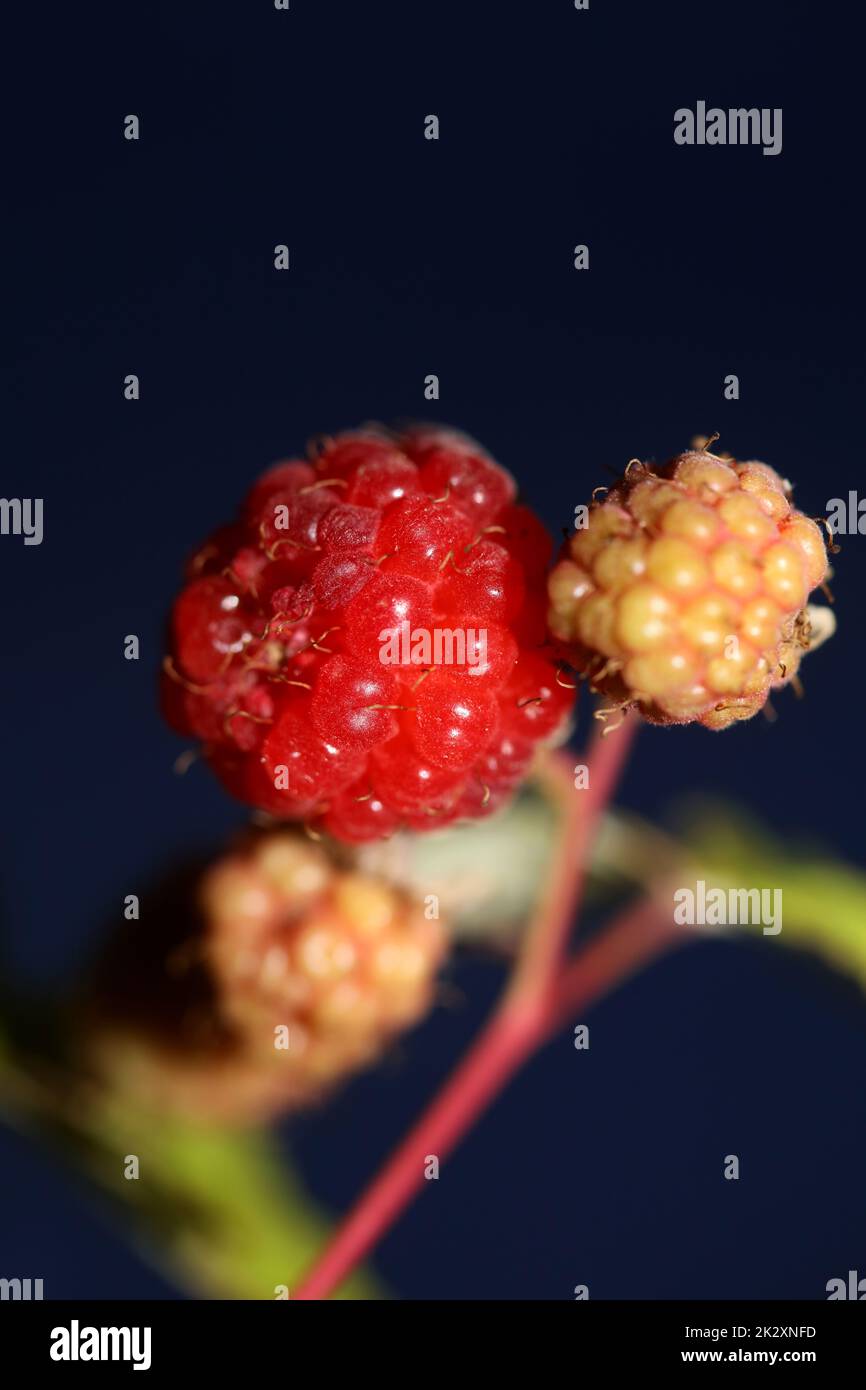 Wild red berry fruit close up modern botanical background rubus ...