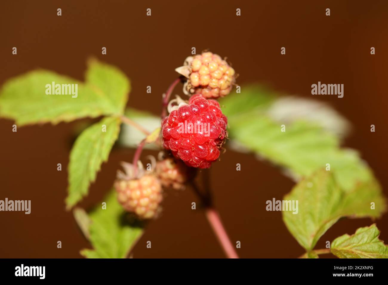 Wild red berry fruit close up modern botanical background rubus ...