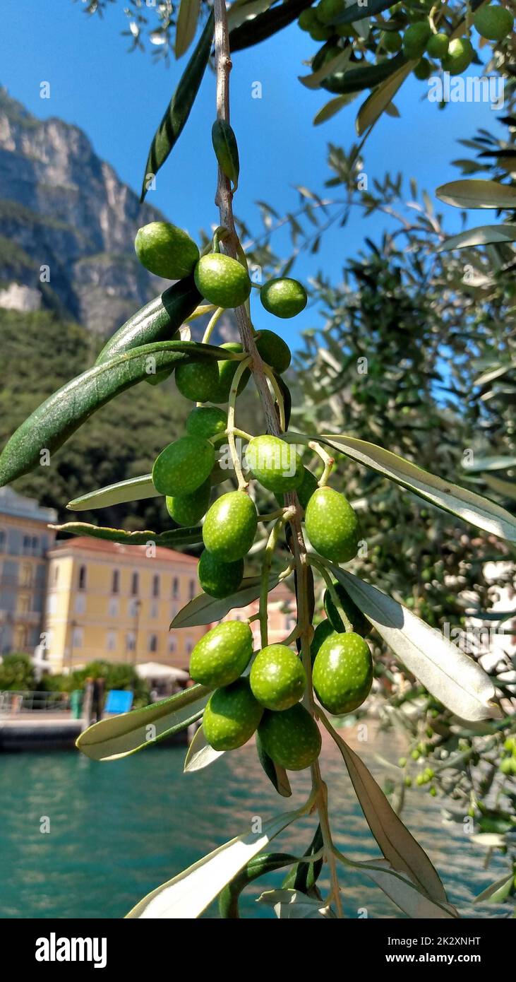 Garda lake olive tree hi-res stock photography and images - Alamy