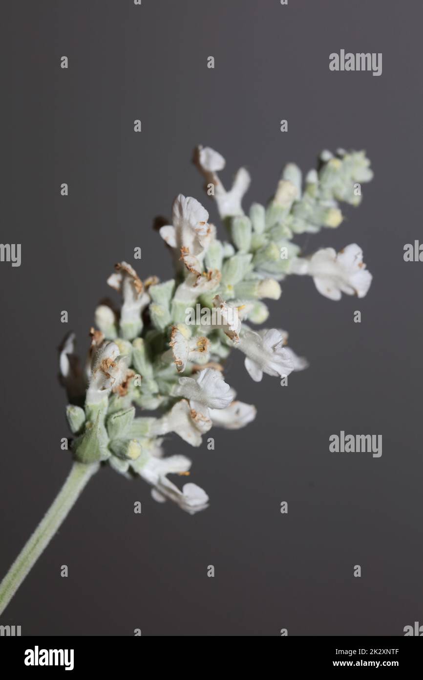 Texas ranger flower hi-res stock photography and images - Alamy