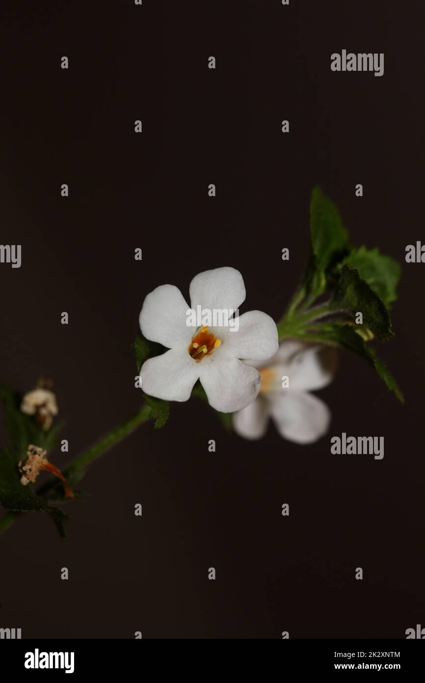 Flower blossoms sutera grandiflora family scrophulariaceae close up ...