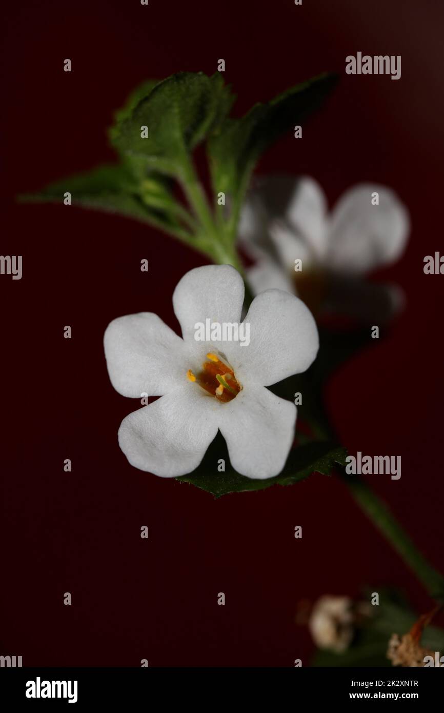 Flower blossoms sutera grandiflora family scrophulariaceae close up ...