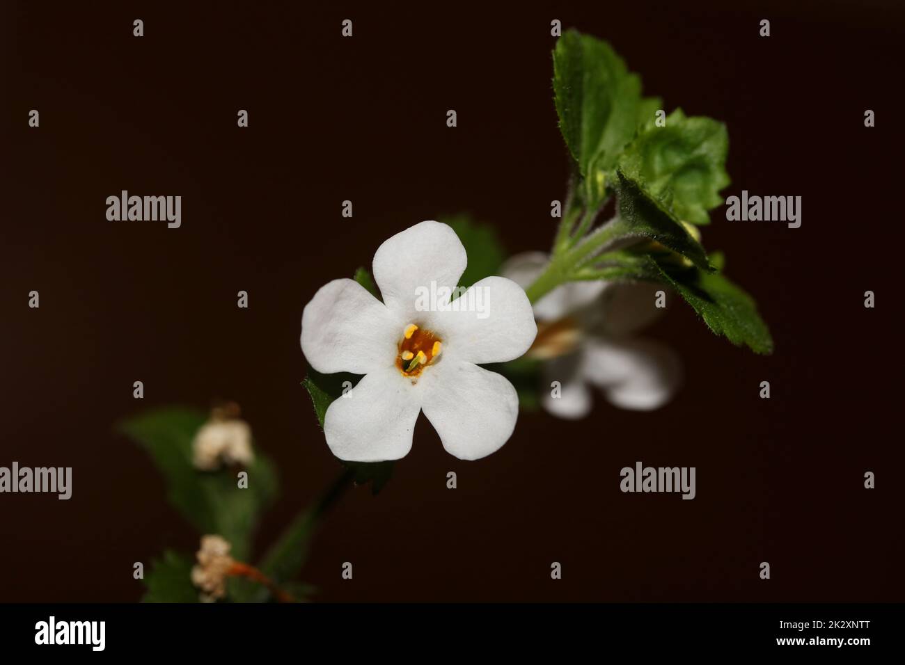 Flower blossoms sutera grandiflora family scrophulariaceae close up ...
