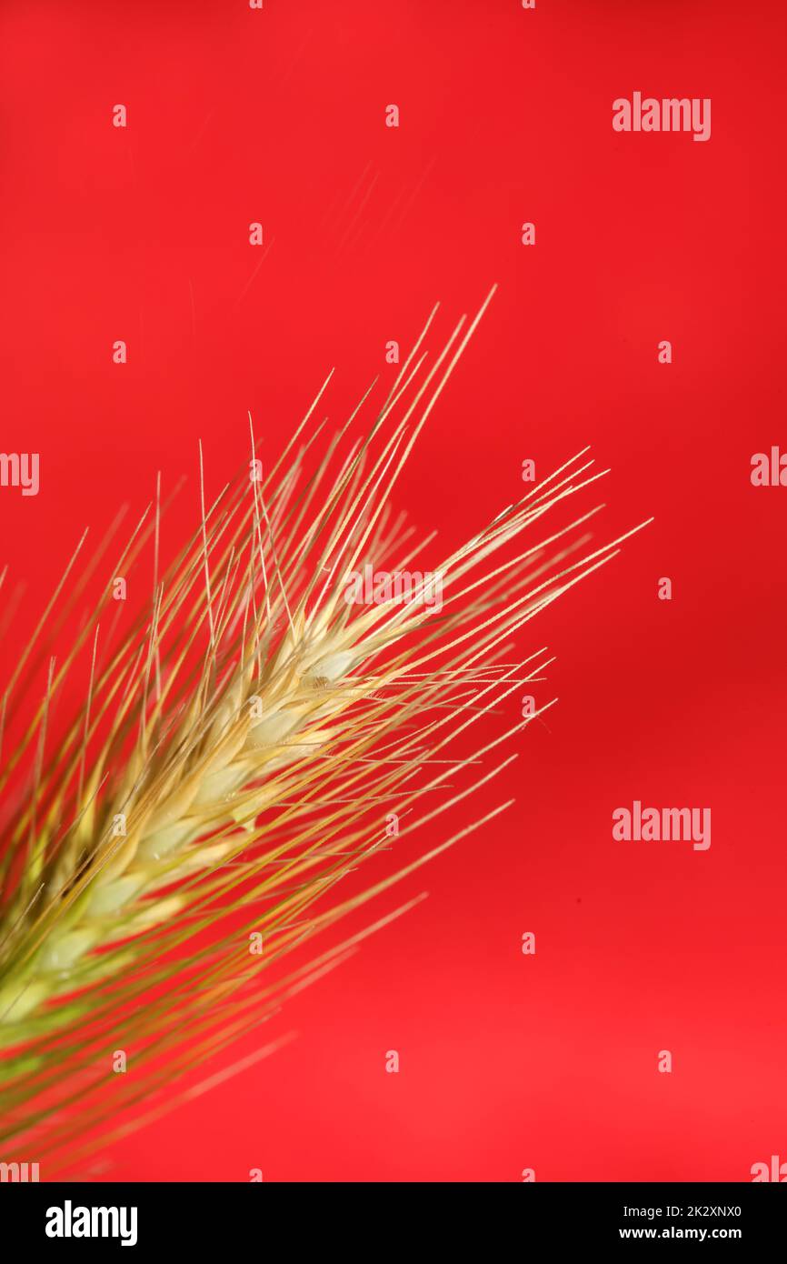 Flower blossom close up hordeum vulgare family poaceae botanical ...