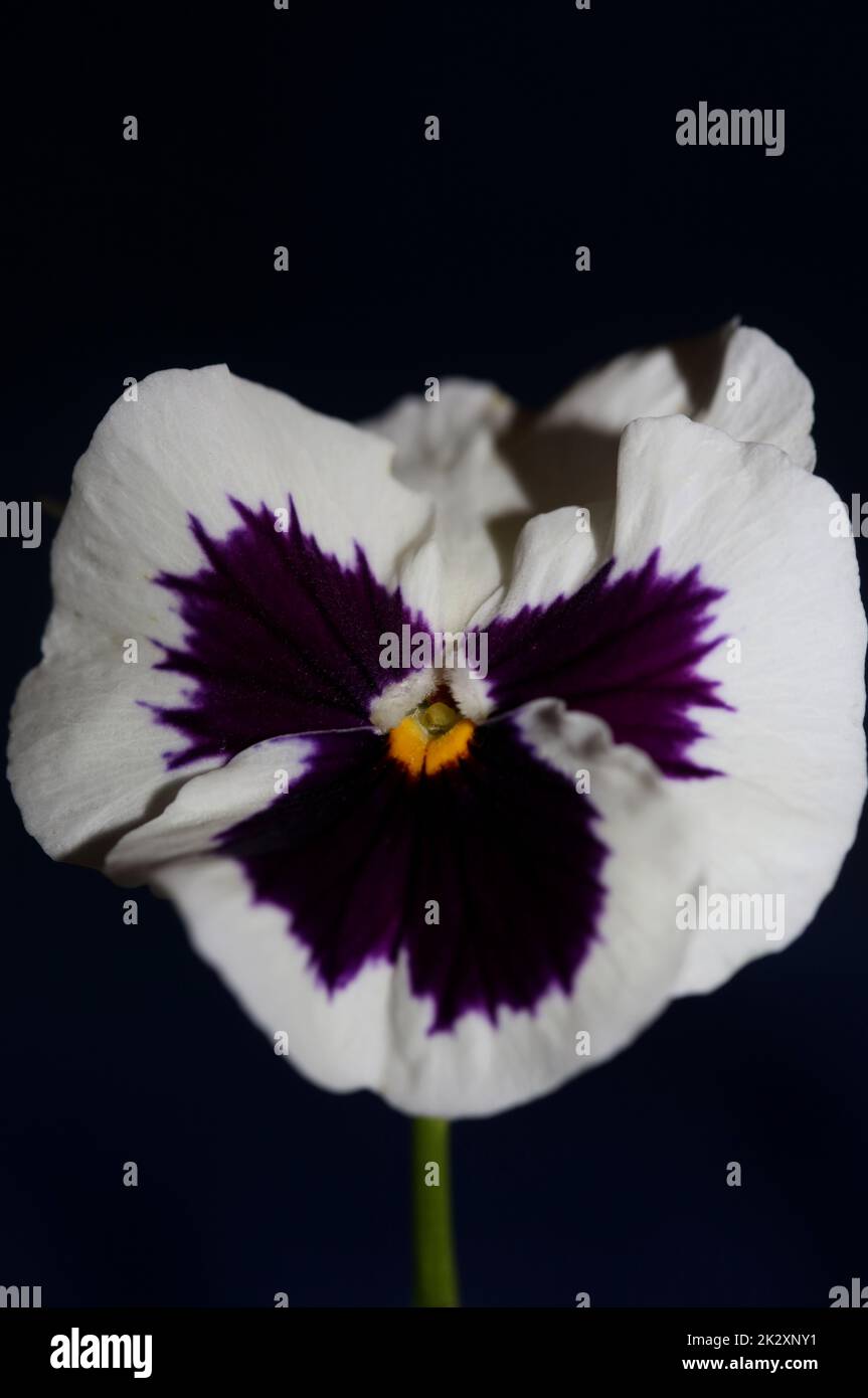 Fower blossom close up botanical background pansy family violaceae big ...