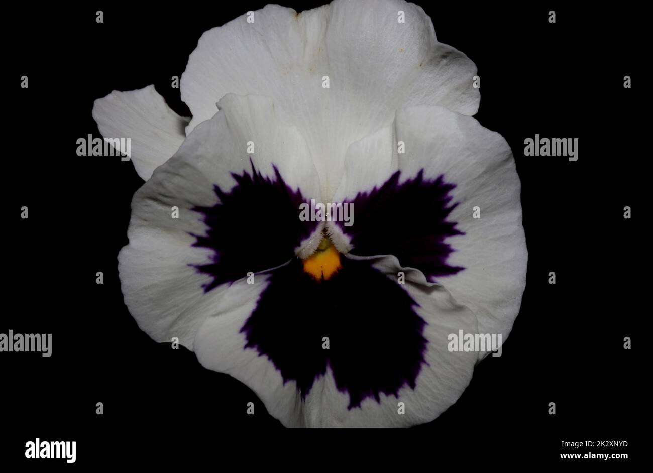 Fower blossom close up botanical background pansy family violaceae big ...